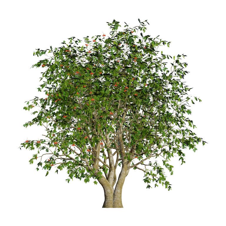 UK Rowan Tree 3D Model Pack (393263) 3D model - Download 3D model UK ...