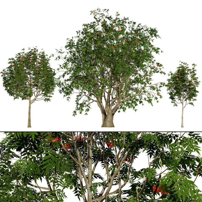 UK Rowan Tree 3D Model Pack (393263) 3D model - Download 3D model UK ...