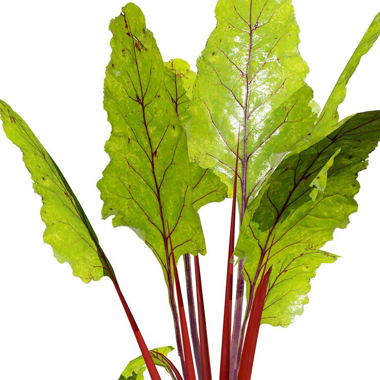 Leafy Green Plants 3D Model Collection (393360) 3D model - Download 3D ...