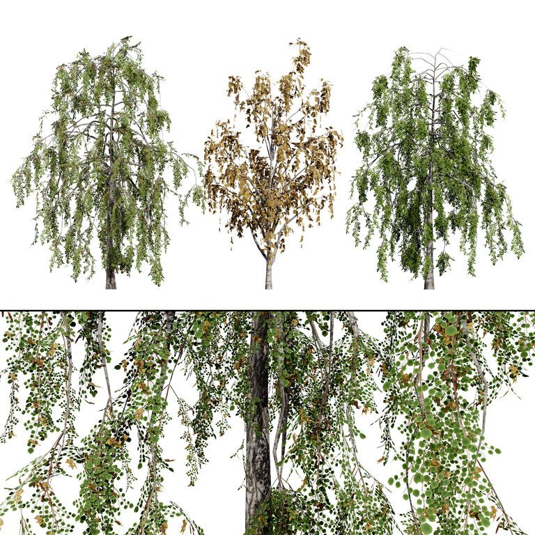 British Weeping Birch 3D Model Pack (393515) 3D model - Download 3D ...