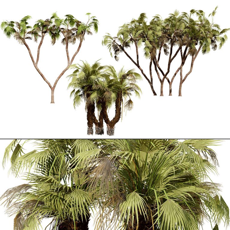 South African Doum Palm 3D Model Pack (393595) 3D model - Download 3D ...