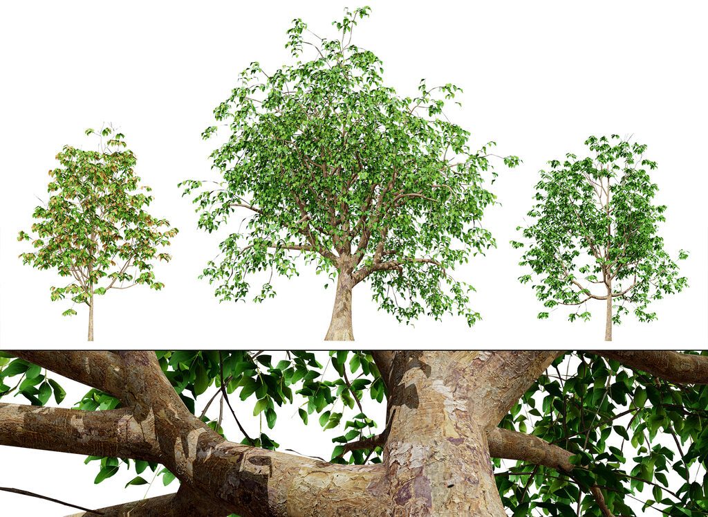 Cinnamon Ceylon Tree 3D Model (393609) 3D model - Download 3D model ...