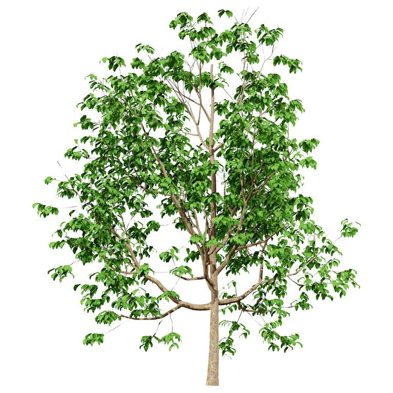 Cinnamon Ceylon Tree 3D Model (393609) 3D model - Download 3D model ...
