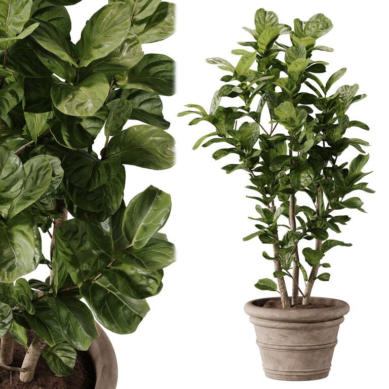 Indoor Plant 42 Ficus Lyrata (393728) 3D model - Download 3D model ...