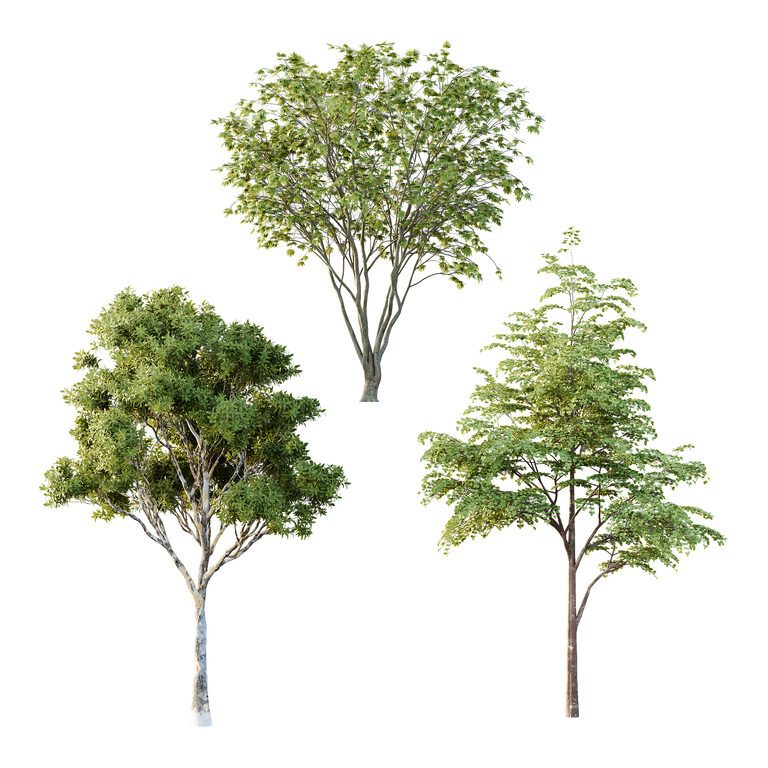 Different Trees 40 (393751) 3D model - Download 3D model Different ...