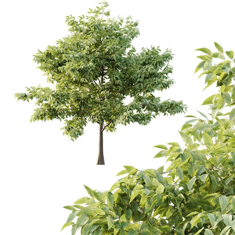 Celtis australis Tree 10 (393977) 3D model - Download 3D model Celtis ...