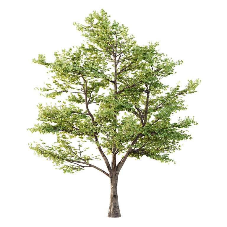 Sycamore Platanus Tree 01 (394265) 3D model - Download 3D model ...