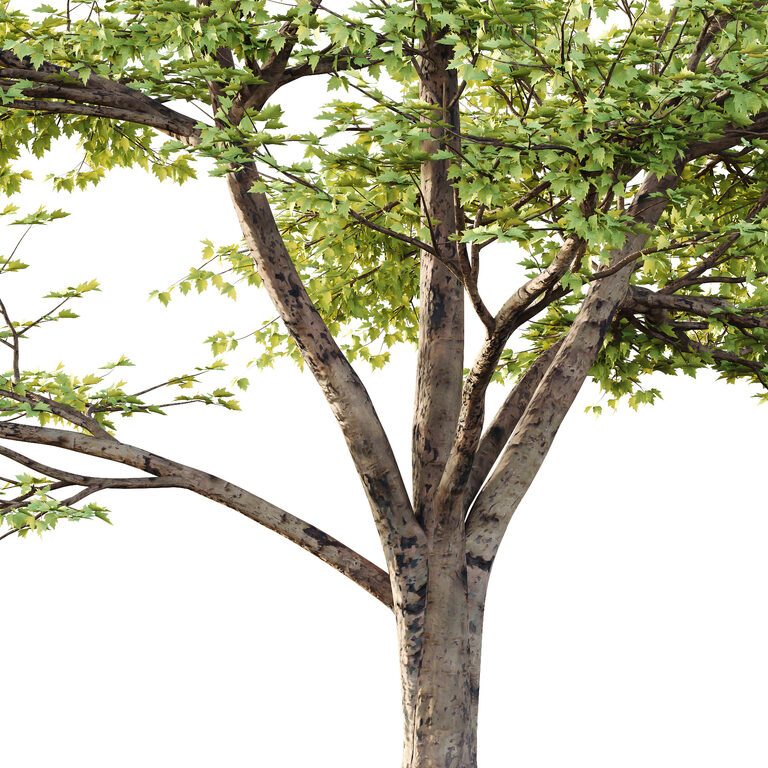 Sycamore Platanus Tree 01 (394265) 3D model - Download 3D model ...