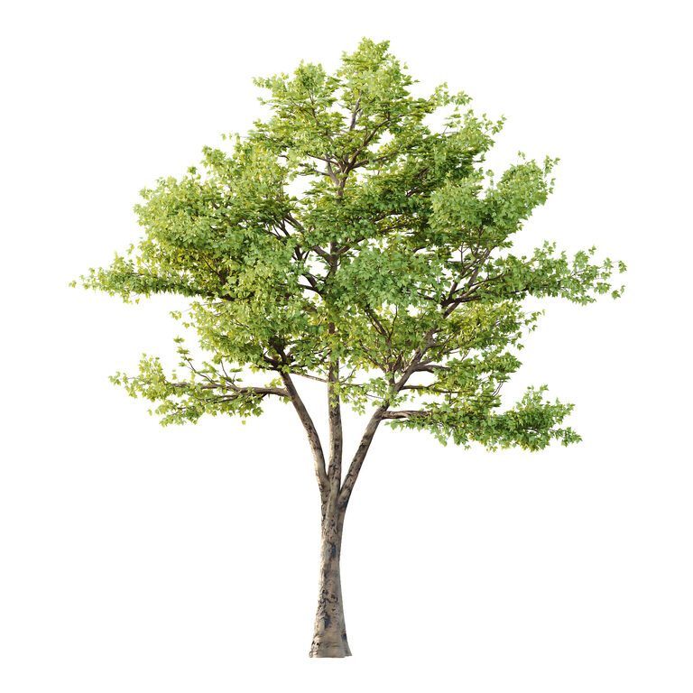 Sycamore Platanus Tree 02 (394266) 3D model - Download 3D model ...