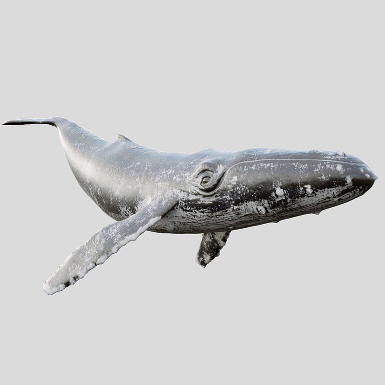 Fauna 3D models - Download 3D models | 3d-baza.com