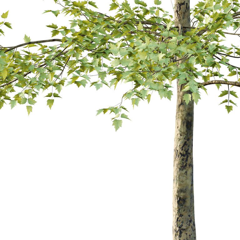 Sycamore Platanus Tree 04 (394314) 3D model - Download 3D model ...
