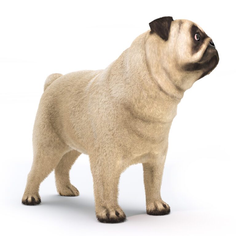 Fauna 3D models - Download 3D models | 3d-baza.com