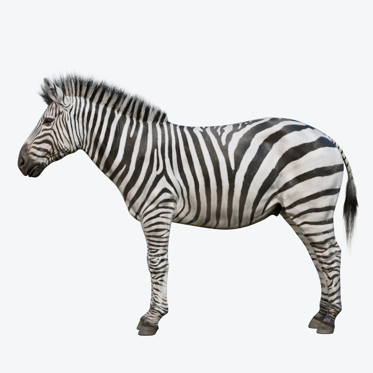 Fauna 3D models - Download 3D models | 3d-baza.com