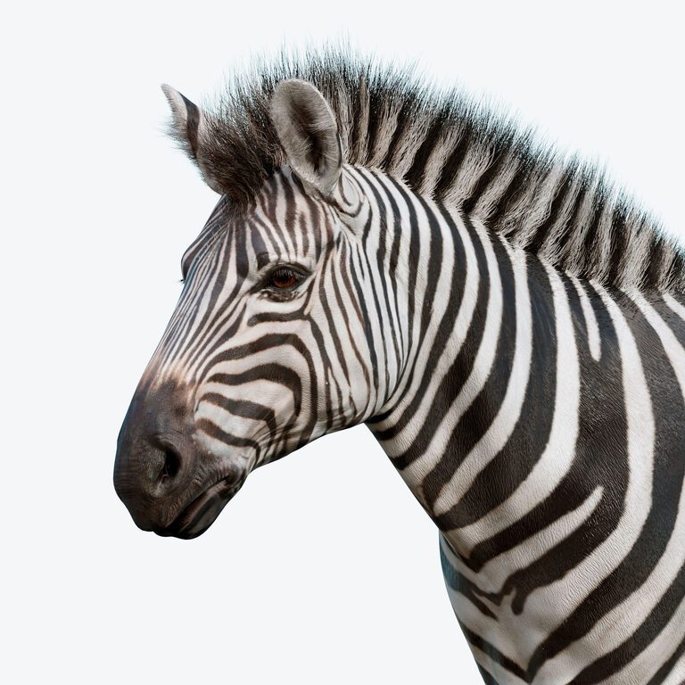 Fauna 3D models - Download 3D models | 3d-baza.com