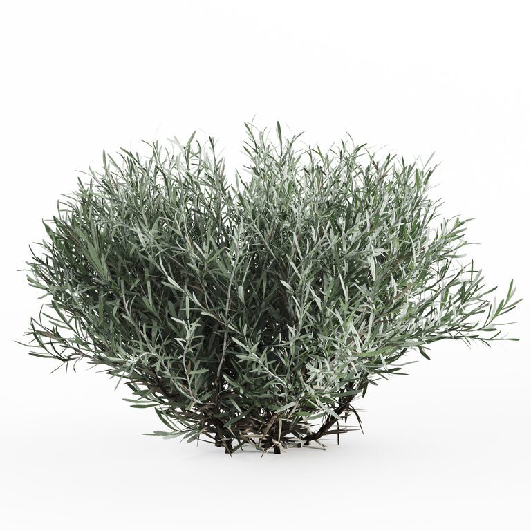 Lavender bushes (6 unique forms) (394390) 3D model - Download 3D model ...