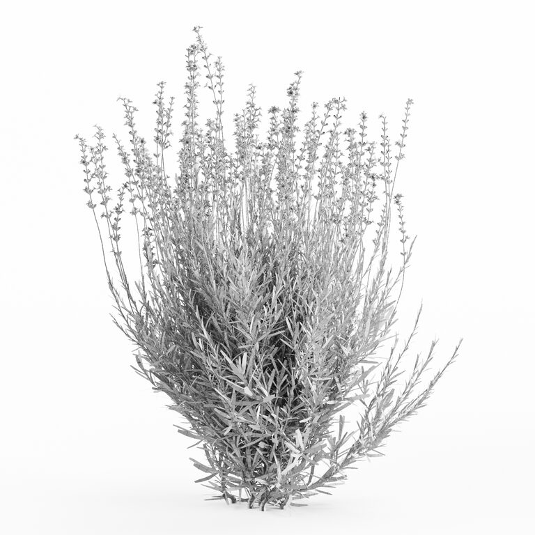 Lavender bushes (6 unique forms) (394390) 3D model - Download 3D model ...