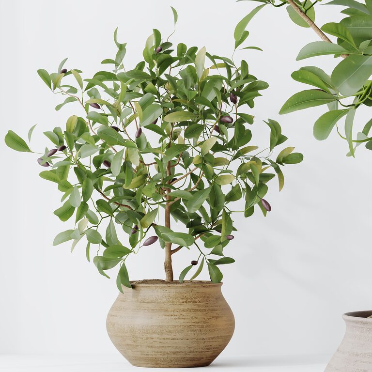 AV Indoor Plants Briful Pachira and Areca Palm and Ficus microcarpa and ...