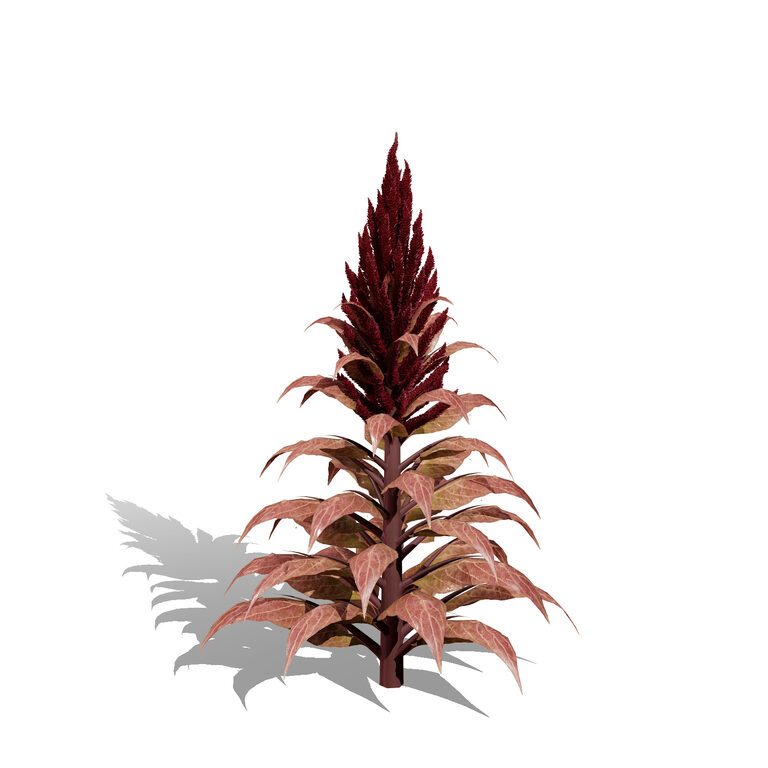 Amaranthus Collection 3D Model (394583) 3D model - Download 3D model Amaranthus Collection 3D ...