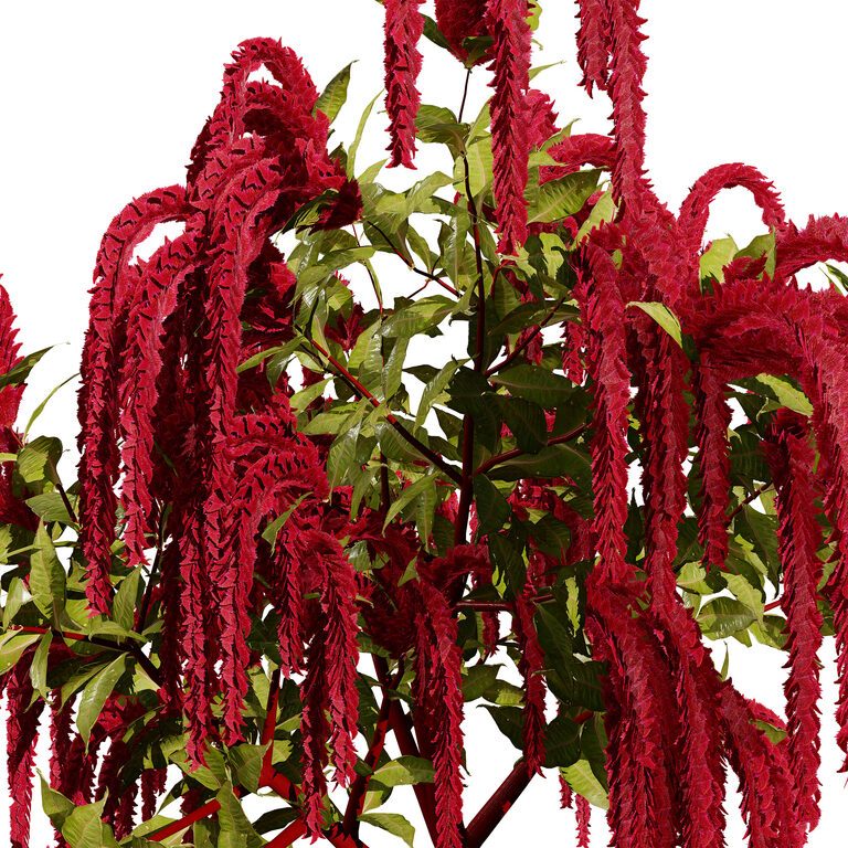 Amaranthus Collection 3D Model (394583) 3D model - Download 3D model Amaranthus Collection 3D ...