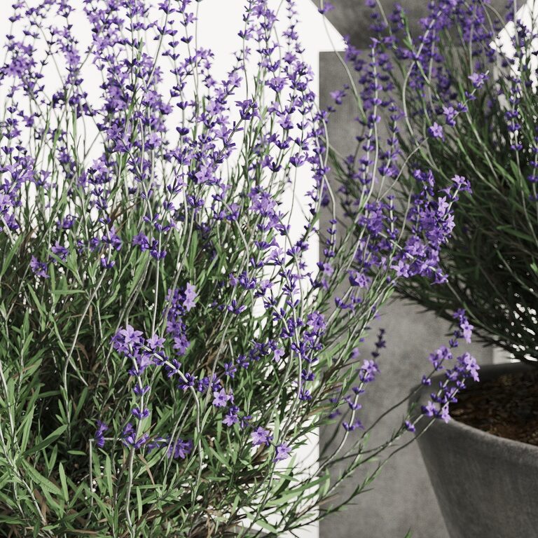 Lavender in modern concrete planters (394596) 3D model - Download 3D ...