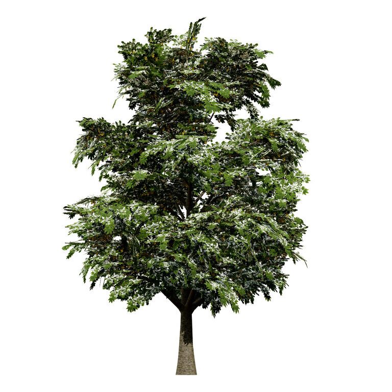 British Sycamore Tree 3D Model (394649) 3D model - Download 3D model ...