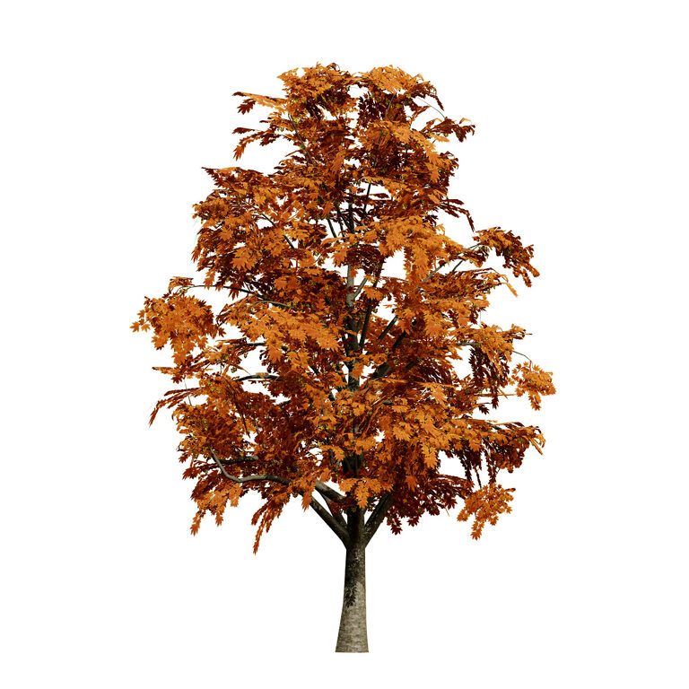British Sycamore Tree 3D Model (394649) 3D model - Download 3D model ...
