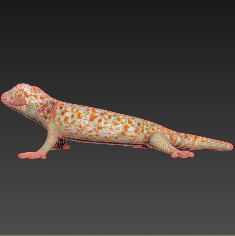 Fauna 3D models - Download 3D models | 3d-baza.com