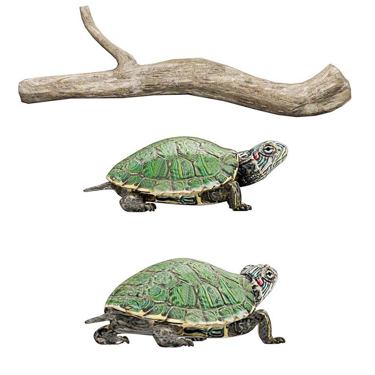 Fauna 3D models - Download 3D models | 3d-baza.com
