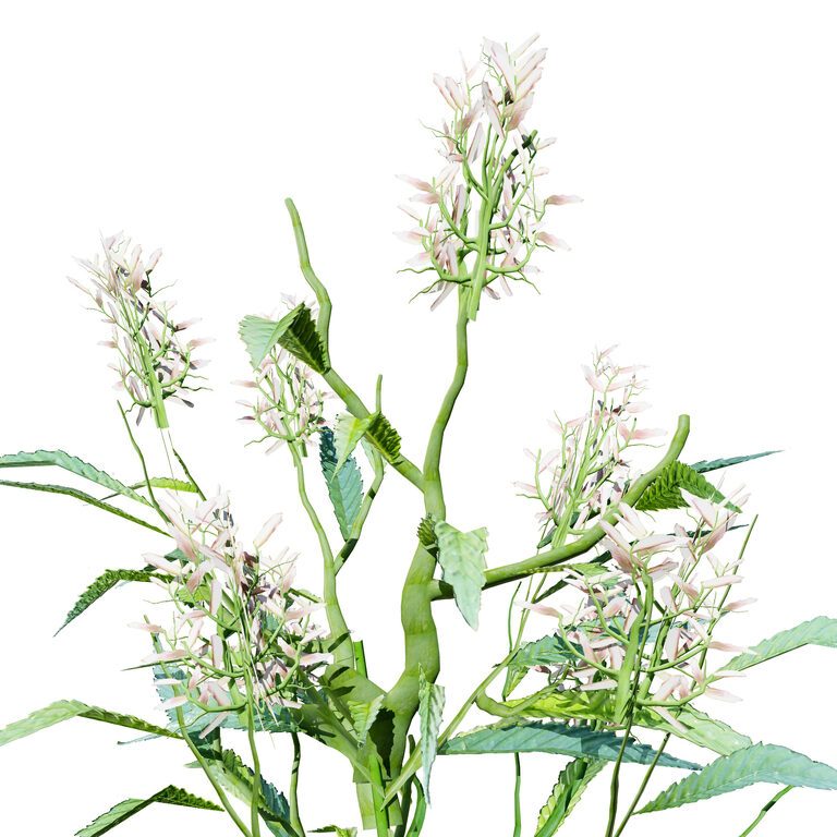 British Hemp-Agrimony 3D Model Pack (395248) 3D model - Download 3D ...