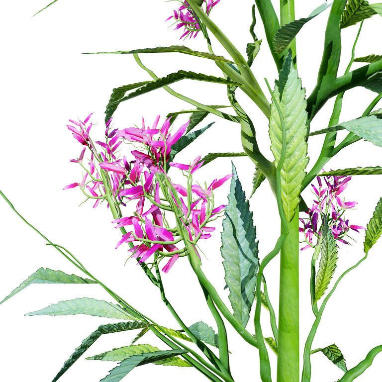 British Hemp-Agrimony 3D Model Pack (395248) 3D model - Download 3D ...