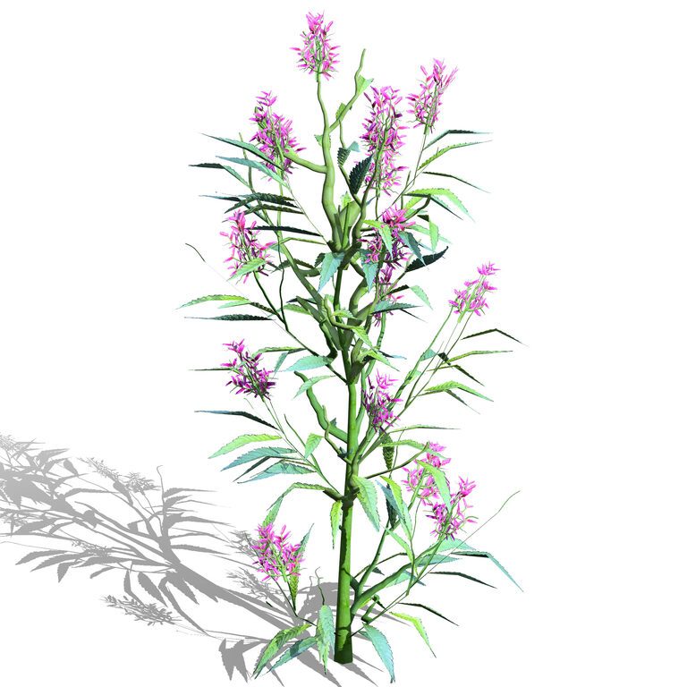 British Hemp-Agrimony 3D Model Pack (395248) 3D model - Download 3D ...