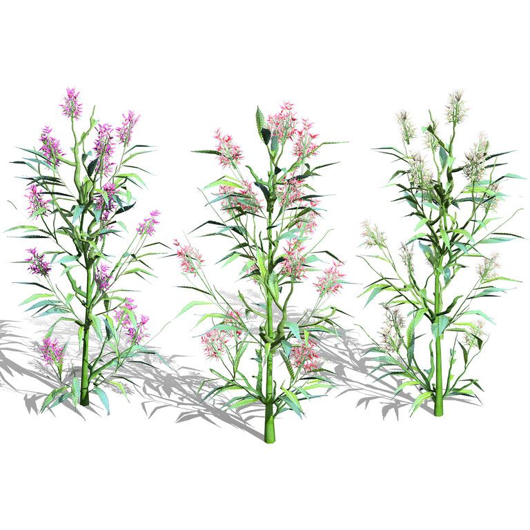 British Hemp-Agrimony 3D Model Pack (395248) 3D model - Download 3D ...