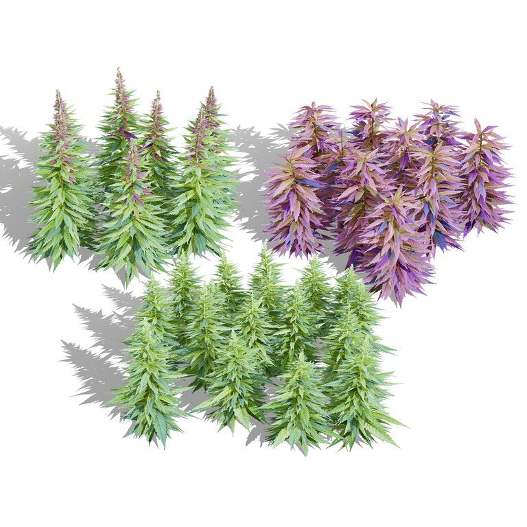 British Hemp Flowers 3D Model (395277) 3D model - Download 3D model ...