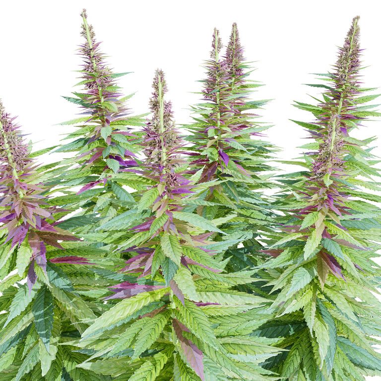 British Hemp Flowers 3D Model (395277) 3D model - Download 3D model ...