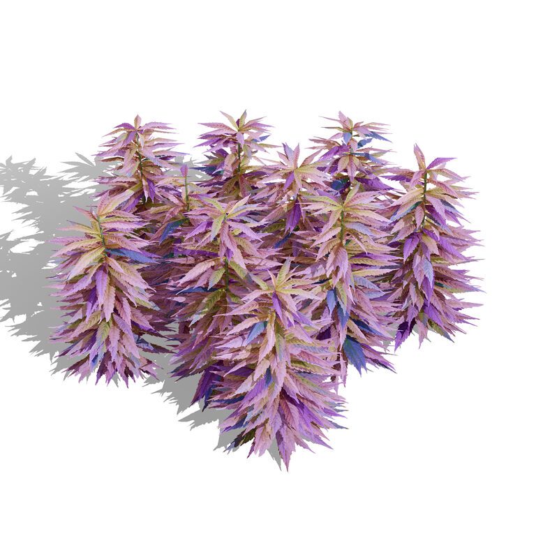 British Hemp Flowers 3D Model (395277) 3D model - Download 3D model ...