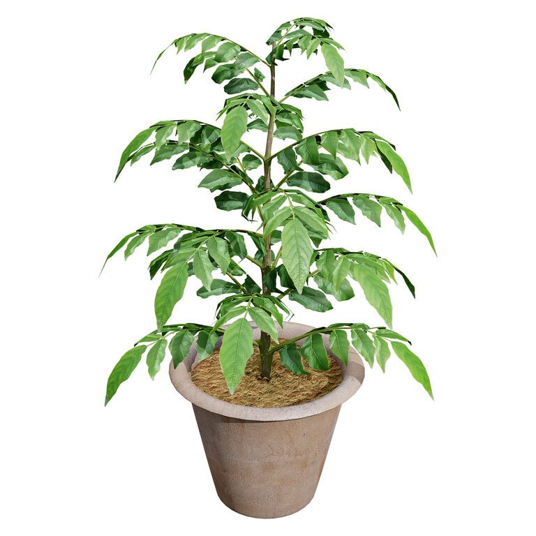 Curry Leaf Tree 3D Model Collection (395436) 3D model - Download 3D ...