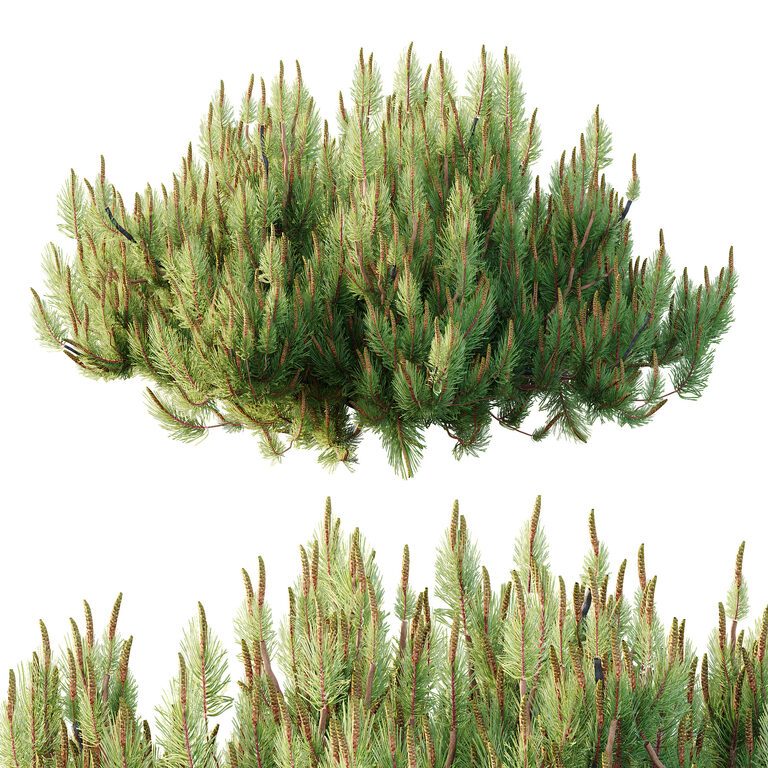 Pinus Mugo plant 03 (395545) 3D model - Download 3D model Pinus Mugo ...