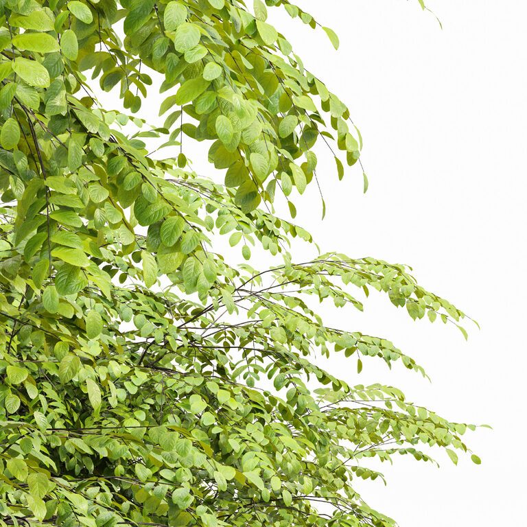 AV Broad Leaved Palm Lily Cordyline Petiolaris and European Bladdernut ...