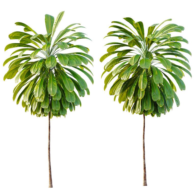 AV Broad Leaved Palm Lily Cordyline Petiolaris and European Bladdernut ...