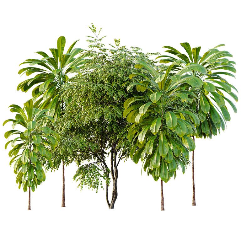 AV Broad Leaved Palm Lily Cordyline Petiolaris and European Bladdernut ...