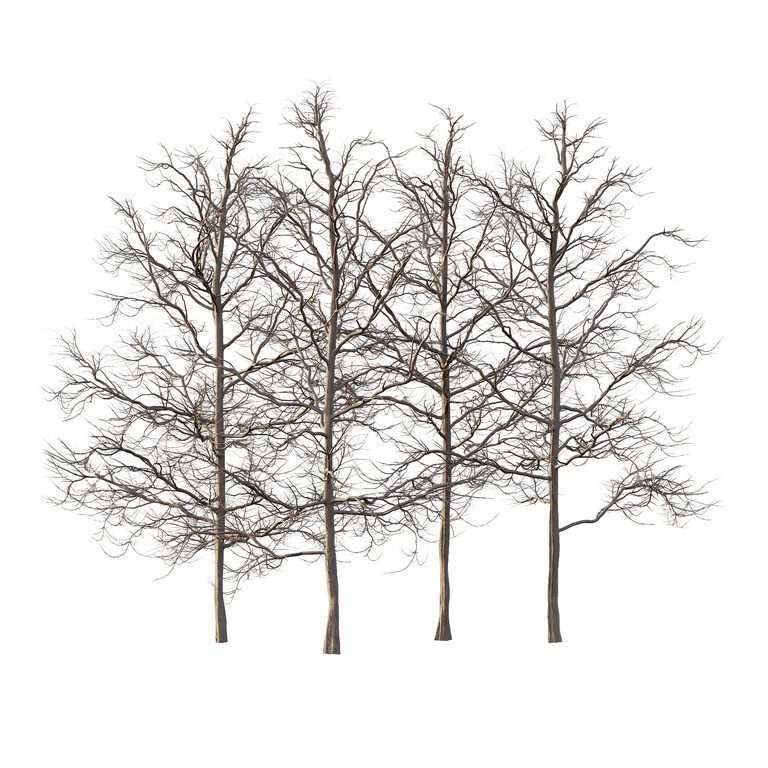 Mountain Ash Tree 06 (395812) 3D model - Download 3D model Mountain Ash ...