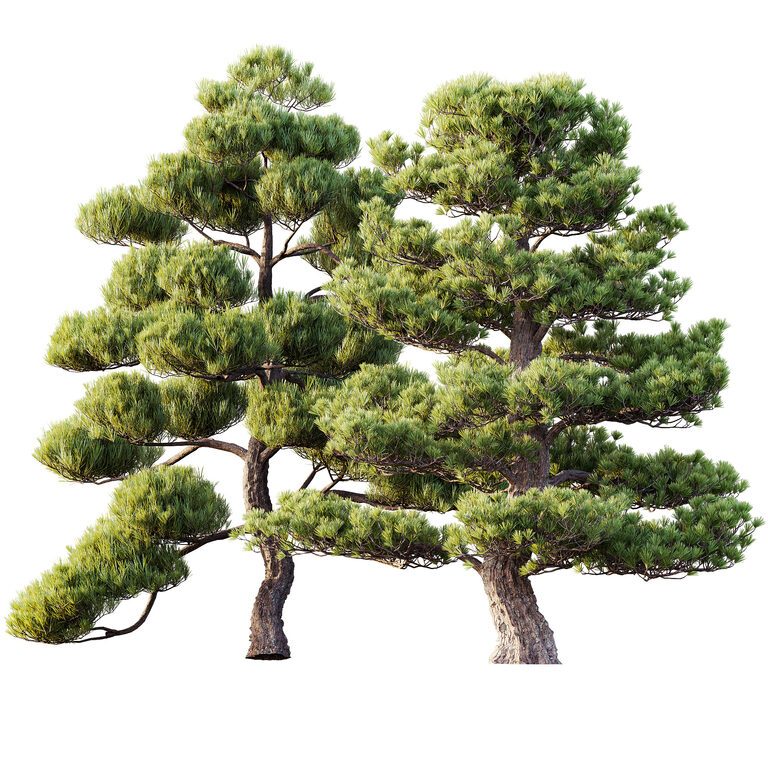 AV 2 trees Pinus Bonsai Sylvestris Pine Parviflora Scotch Contorta ...