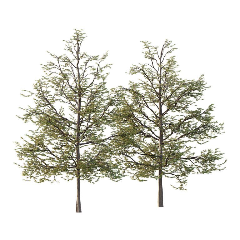 Mountain Ash Tree 10 (395946) 3D model - Download 3D model Mountain Ash ...