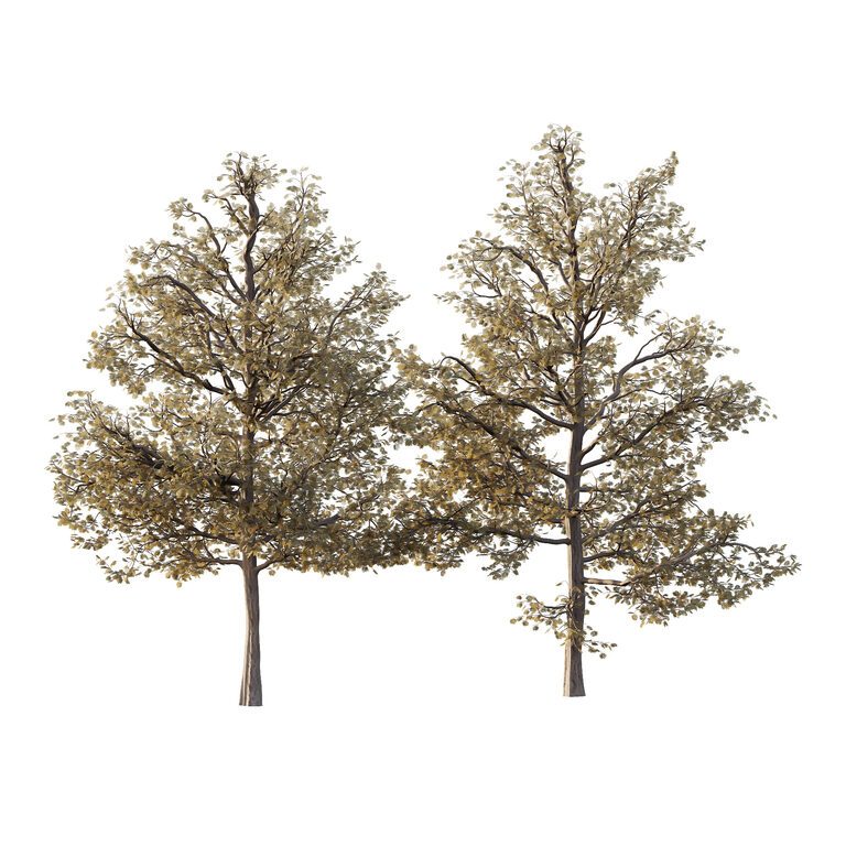 Mountain Ash Tree 16 (396055) 3D model - Download 3D model Mountain Ash ...