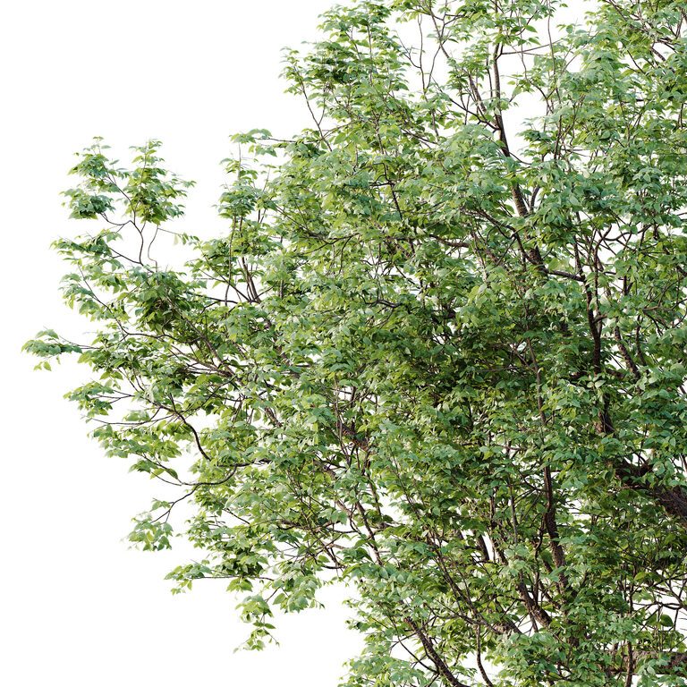 Деревья AV Celtis laevigata Sugarberry Hackberry и Banyan Ficus ...