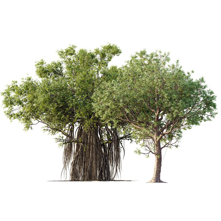 Деревья AV Celtis laevigata Sugarberry Hackberry и Banyan Ficus ...