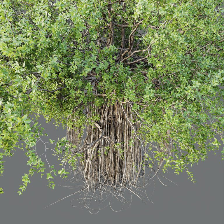 AV Celtis laevigata Sugarberry Hackberry and Banyan Ficus Benghalensis ...