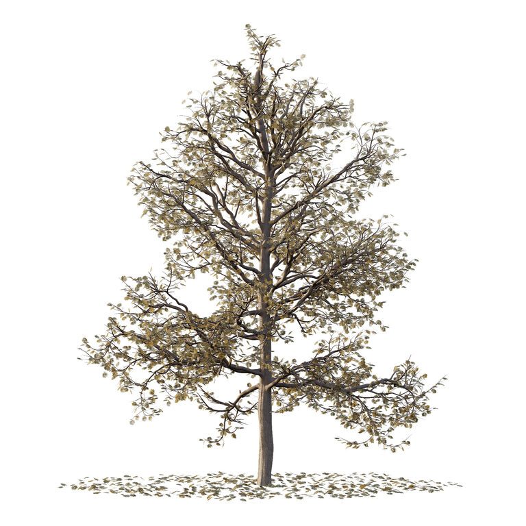 Mountain Ash Tree 17 (396092) 3D model - Download 3D model Mountain Ash ...