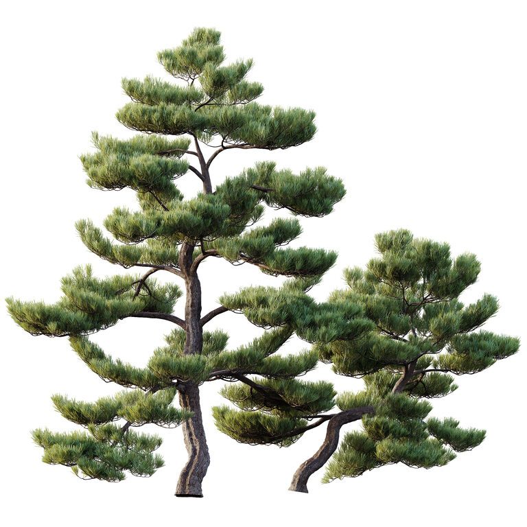 AV Pinus Bonsai Sylvestris Pine Parviflora Scotch Contorta Trees ...