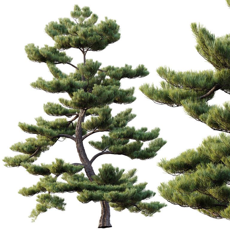 AV Pinus Bonsai Sylvestris Pine Parviflora Scotch Contorta Trees ...